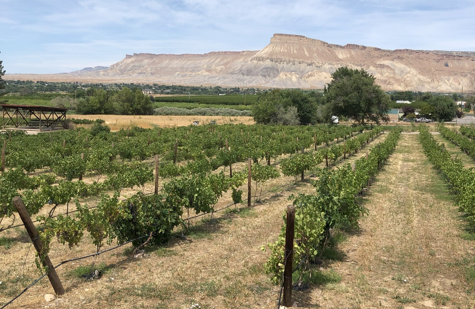 Vineyard and Orchard Properties in Palisade CO - Move to Grand Junction CO